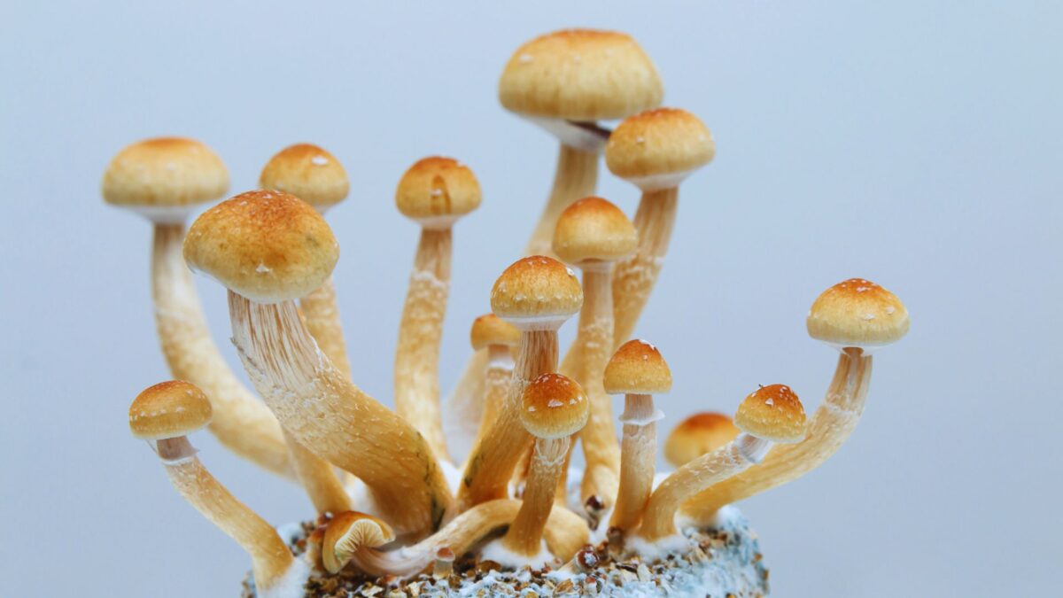Benefits of Magic Mushrooms